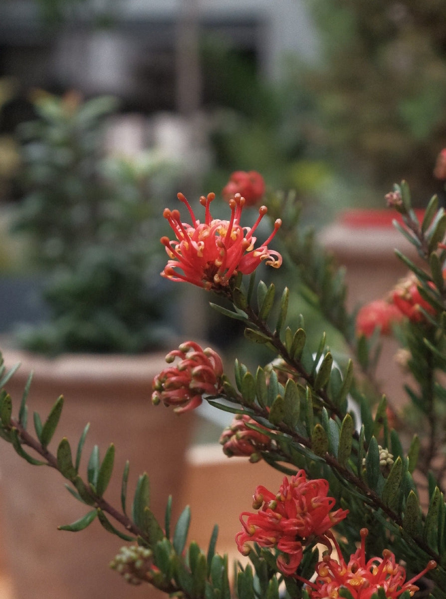 Grevillea 'knockout' – Botanica Lane