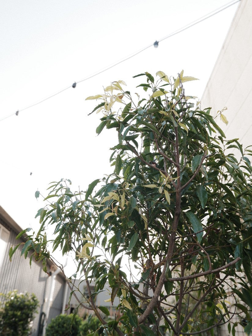 Waterhousea Floribunda 'sweeper' 300mm – Botanica Lane