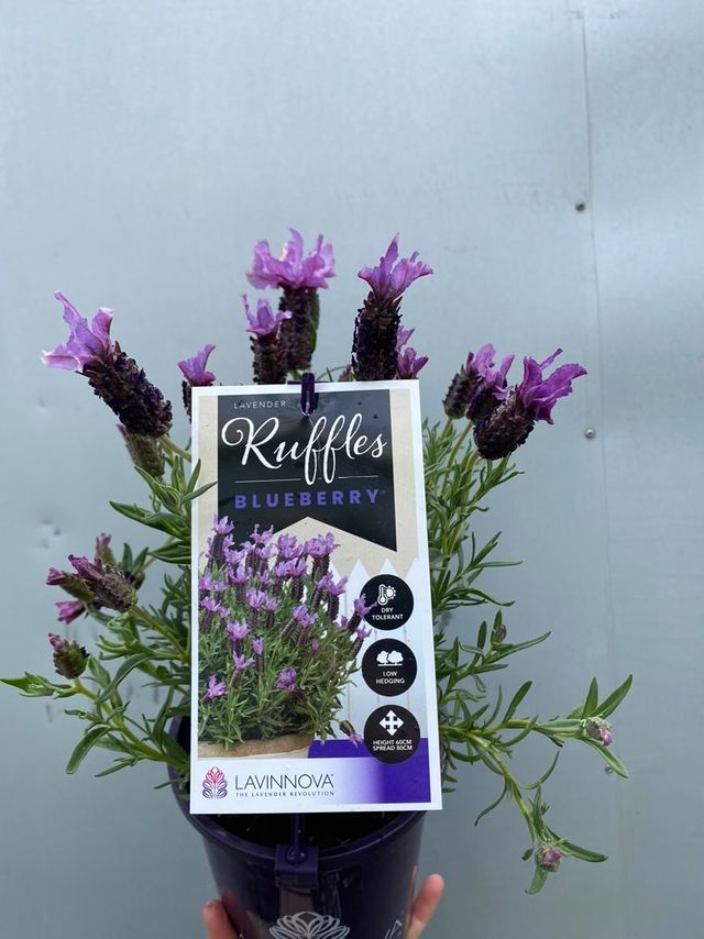 Lavender 'blueberry Ruffles' 140mm – Botanica Lane
