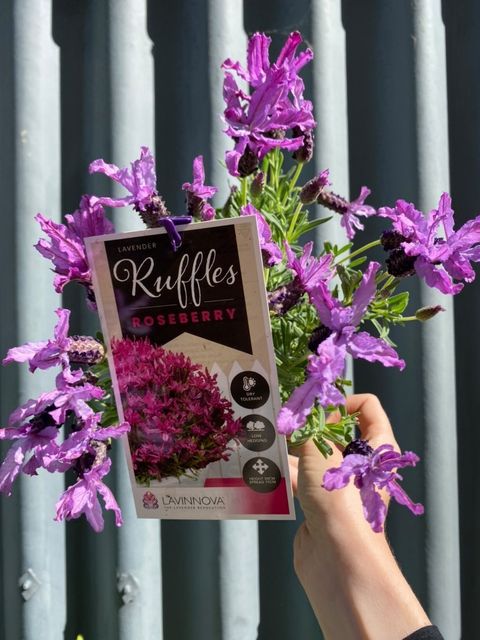 Lavender 'roseberry Ruffles' 140mm – Botanica Lane
