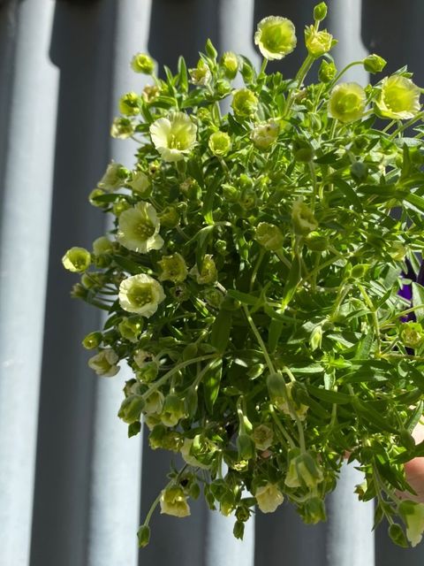 Arenaria 'lemon Ice' 140mm – Botanica Lane