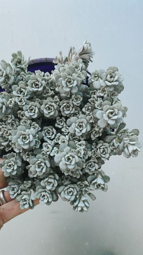 Sedum 'silver Blob' – Botanica Lane