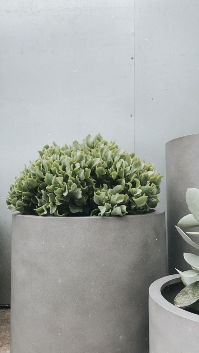 Crassula 'max Cook' – Botanica Lane