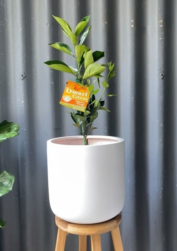 Dwarf Emperor Mandarin 200mm – Botanica Lane