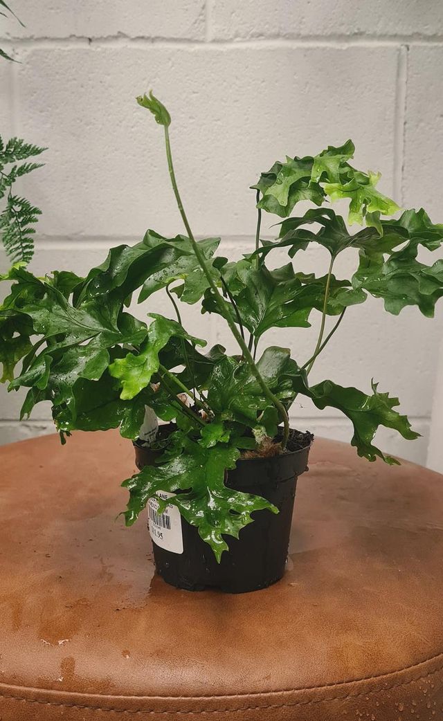 Phlebosia Nicolas Diamond 90mm – Botanica Lane
