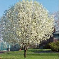 Pyrus Nivalis 'snow Pear 45l – Botanica Lane