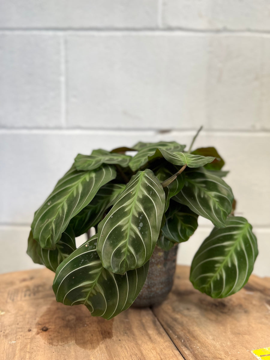 Maranta Black Vein 100mm – Botanica Lane