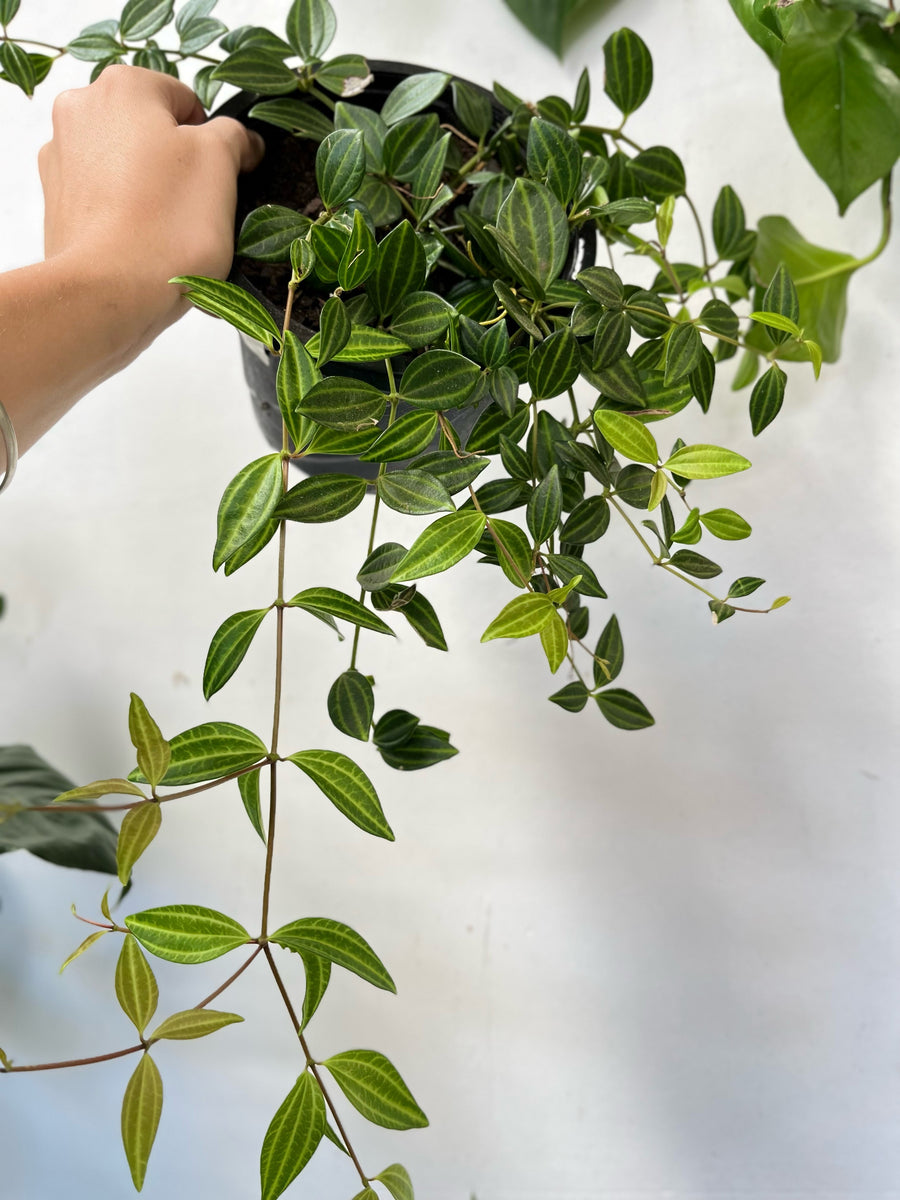 Peperomia Diamond 170mm Hb – Botanica Lane