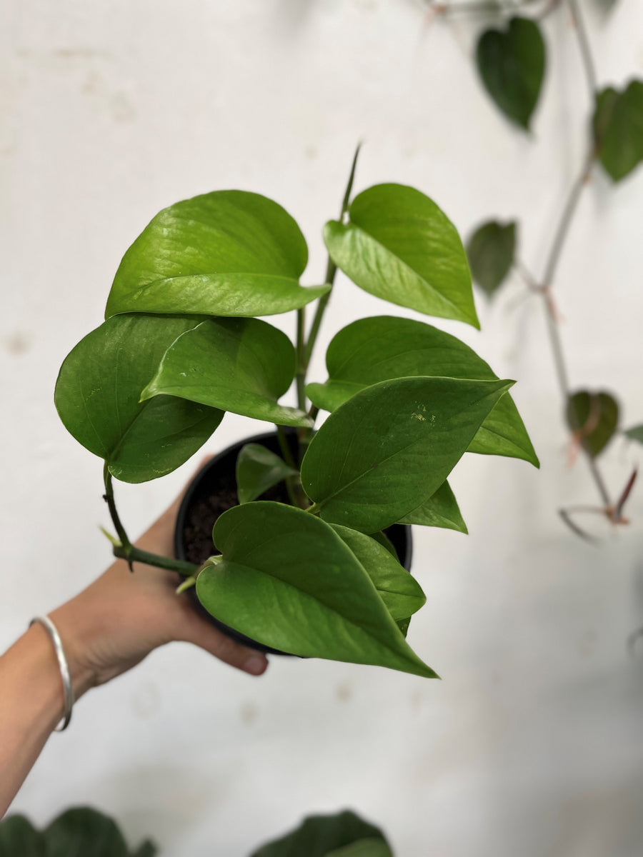 Epipremnum 'jade Green' 130mm – Botanica Lane